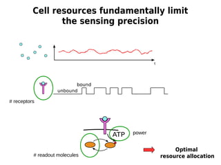 How can cells precisely measure time-varying external signals? - Giulia ...