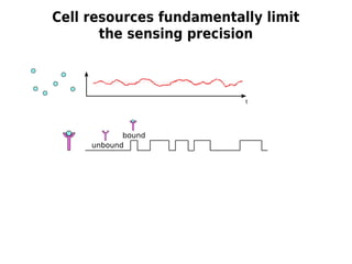 How can cells precisely measure time-varying external signals? - Giulia ...