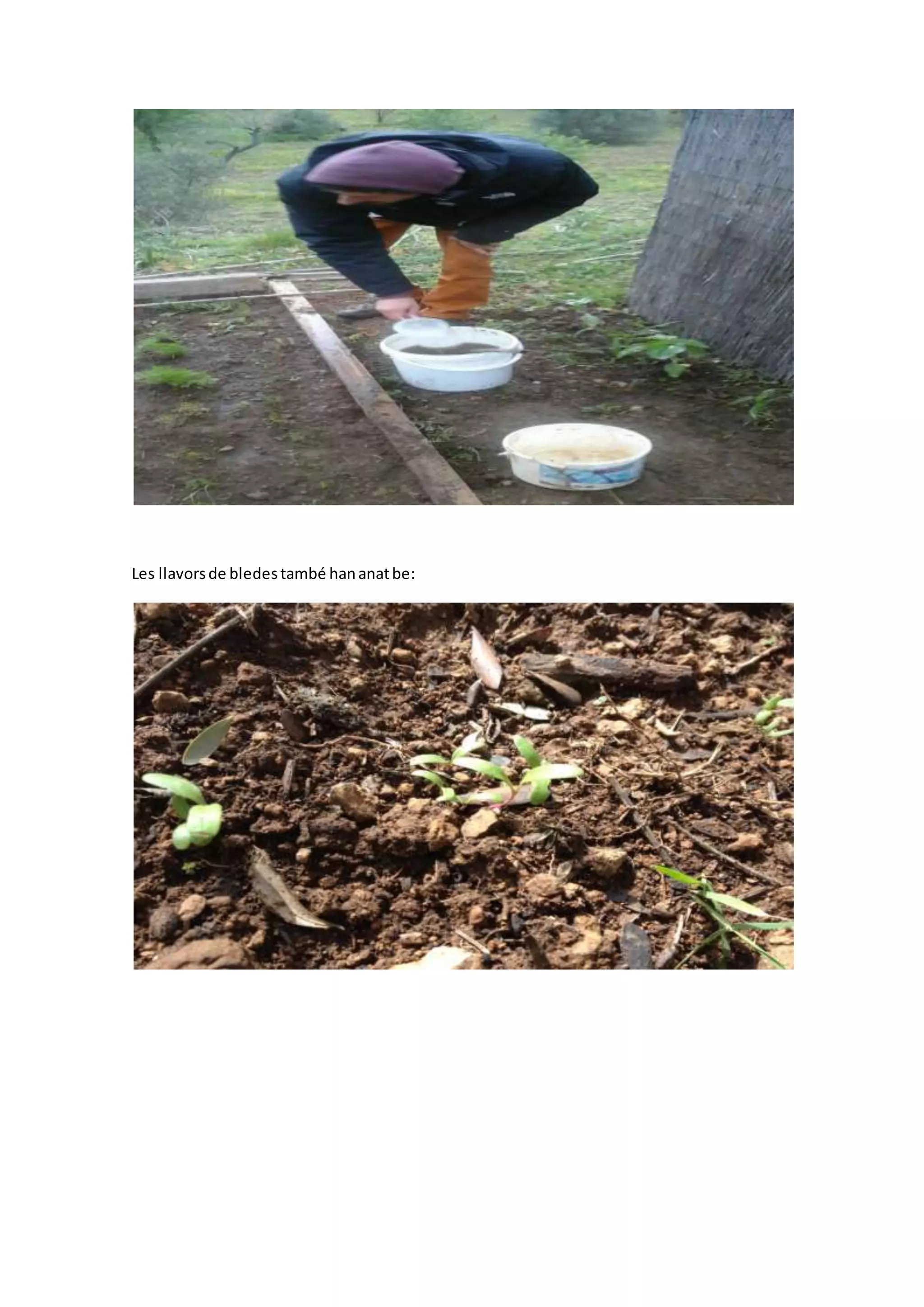 Malalties i plagues de nostre hort | PDF