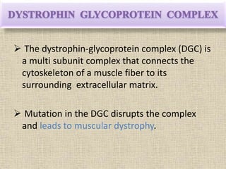 molecular markers in muscular dystrophy | PPT