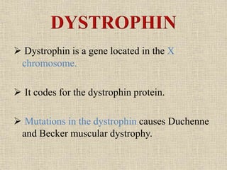 molecular markers in muscular dystrophy | PPT