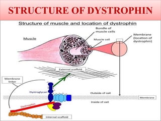 molecular markers in muscular dystrophy | PPT