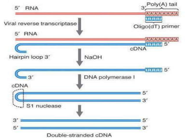 Steps and strategies of gene cloning | PPTX | Genetics | Science