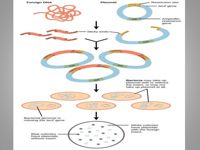 Steps and strategies of gene cloning | PPTX | Genetics | Science