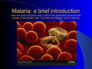 Malaria | PPT