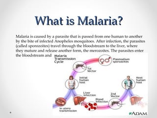 Malaria | PPT