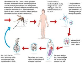 Malaria Case Study | PPTX