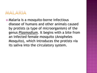 Malaria | PPTX | Blood Disorders | Diseases and Conditions