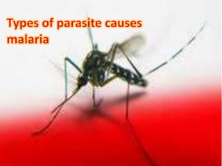 Malaria | PPT | Free Download