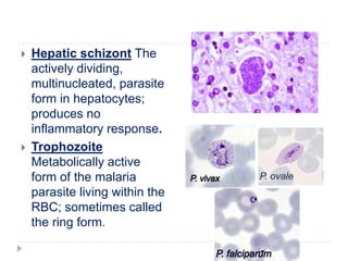 Malaria | PPTX