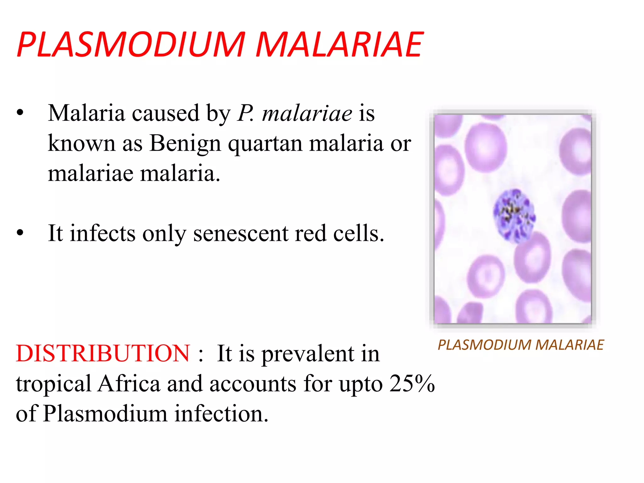 Malaria | PPTX