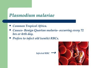 Malaria - 4 species | PPT