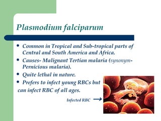 Malaria - 4 species | PPT