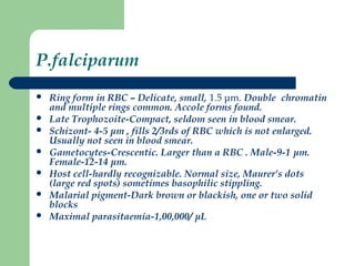 Malaria - 4 species | PPT