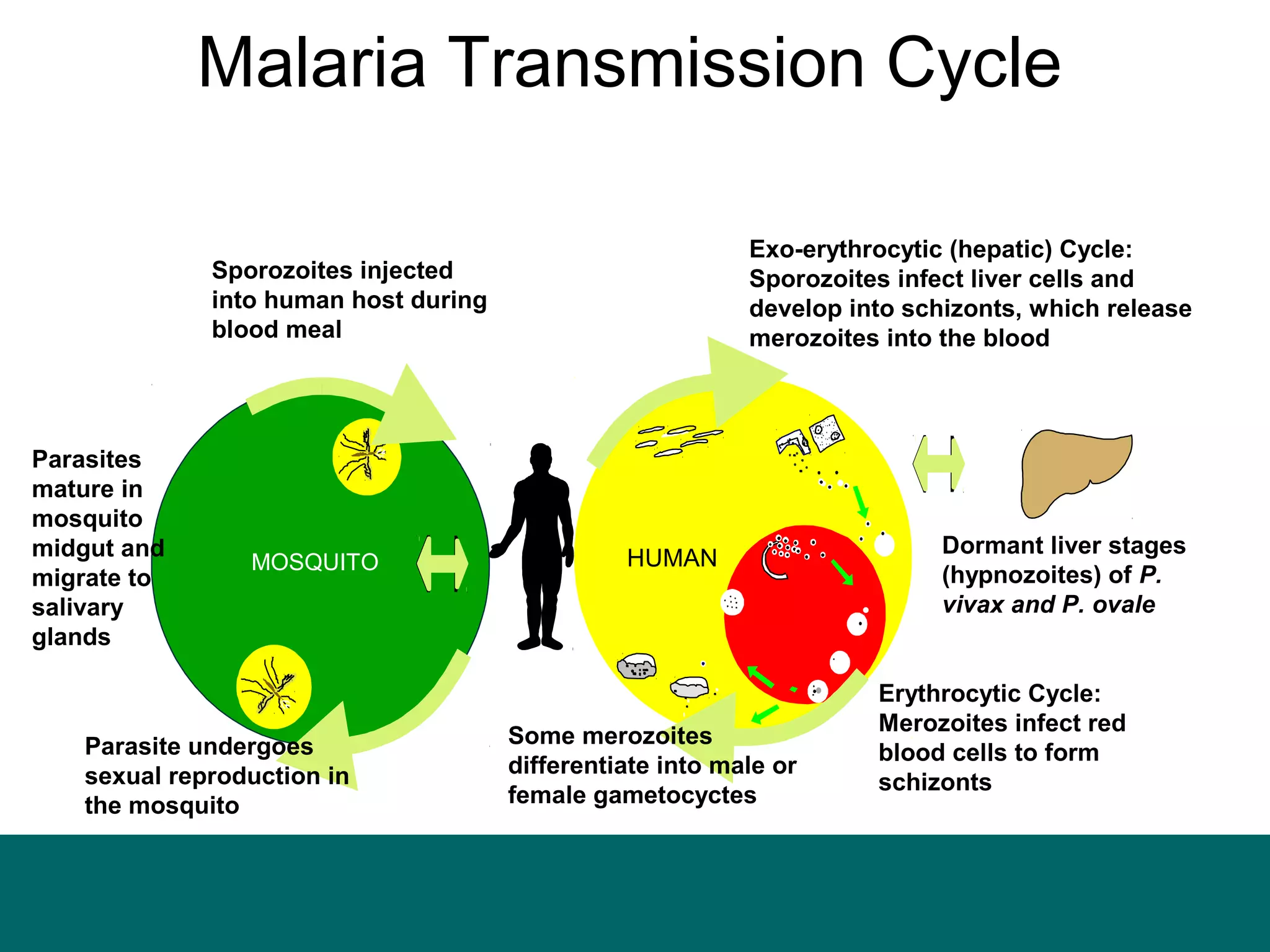 Pharmacotherapy of Malaria | PPT
