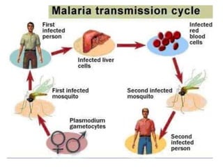 Malaria | PPTX