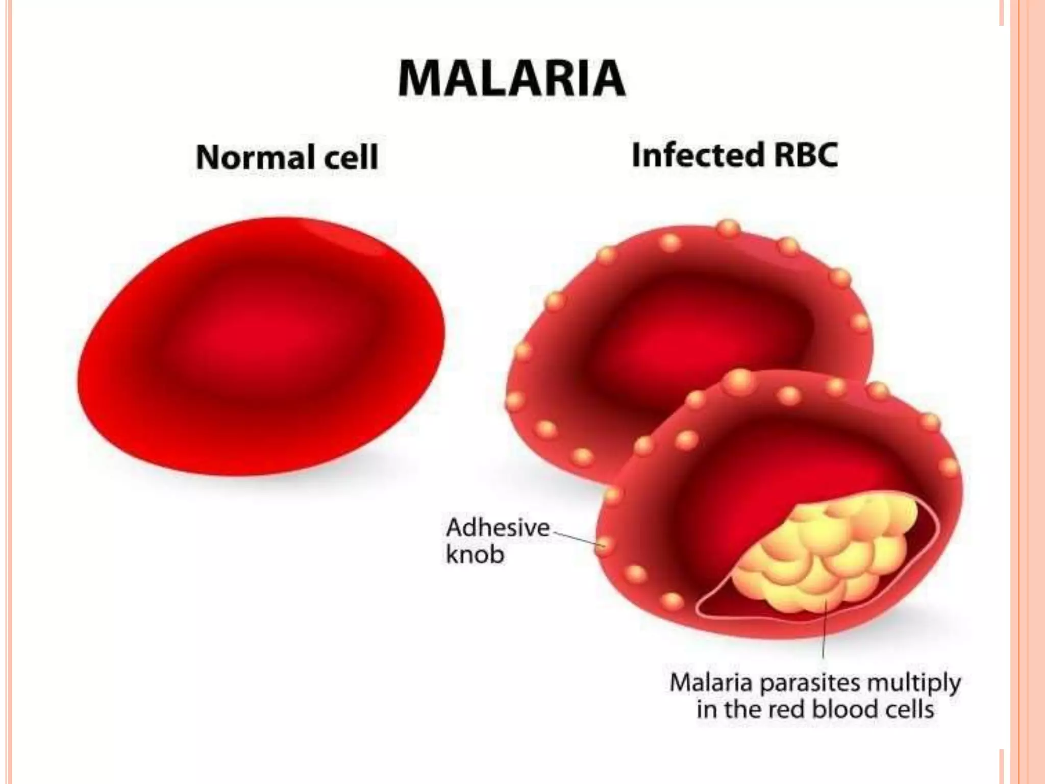 Malaria | PPTX