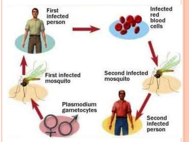 Malaria | PPTX | Infectious Diseases | Diseases and Conditions