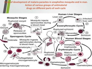 Malaria | PPT