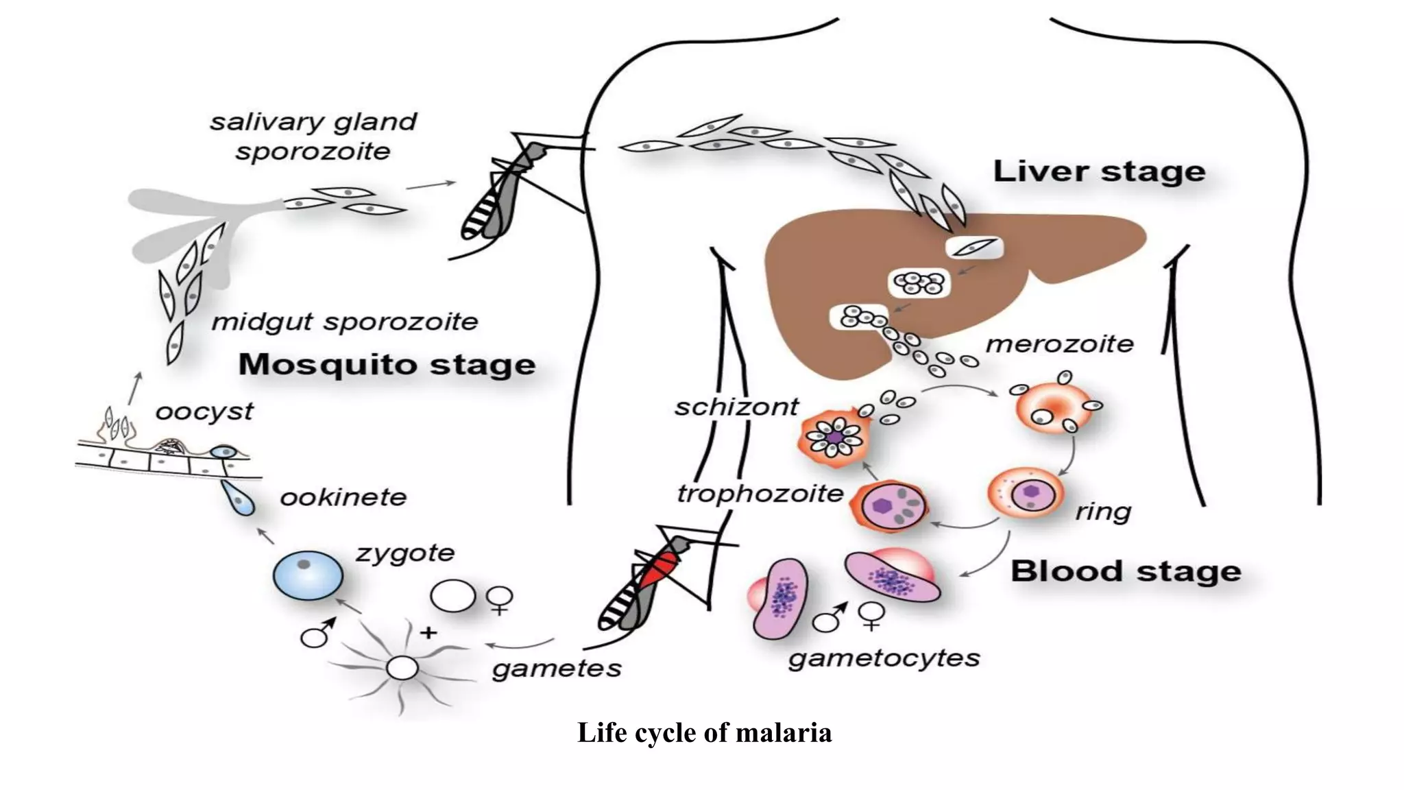 Pathophysiology and management of Malaria | PPTX