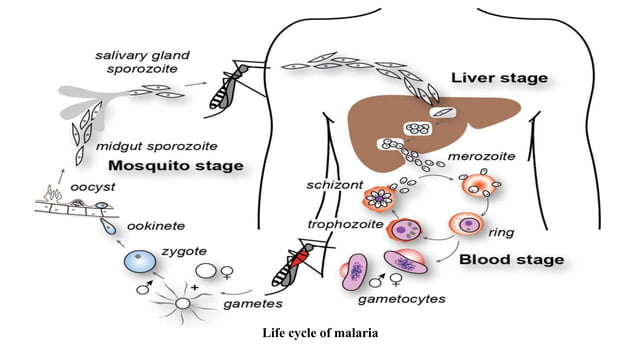 Pathophysiology and management of Malaria | PPTX | Infectious Diseases ...