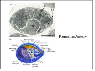 Labelled Diagram Of Plasmodium Vivax