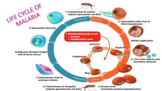 Malaria -causes| types| management -medical information | PPTX