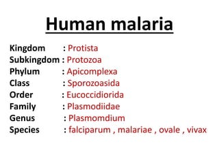 human Malaria | PPT