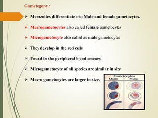 Biology and Drug Therapy of Malaria | PPTX