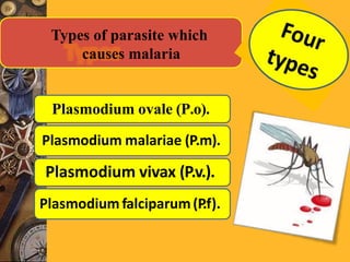Malaria | PPTX