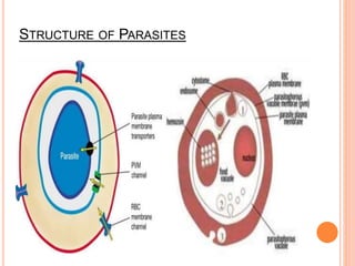"Unveiling Malaria: Understanding, Prevention, and Treatment" | PPTX