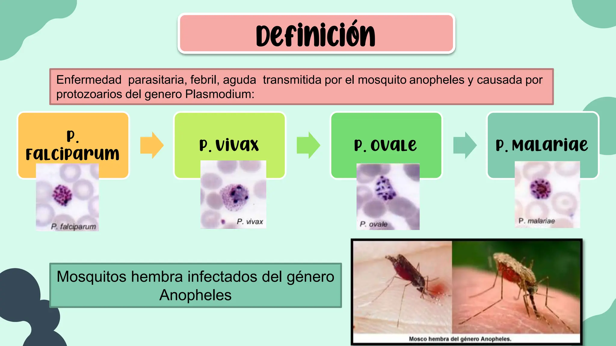 Paludismo Vs Plaquetas
