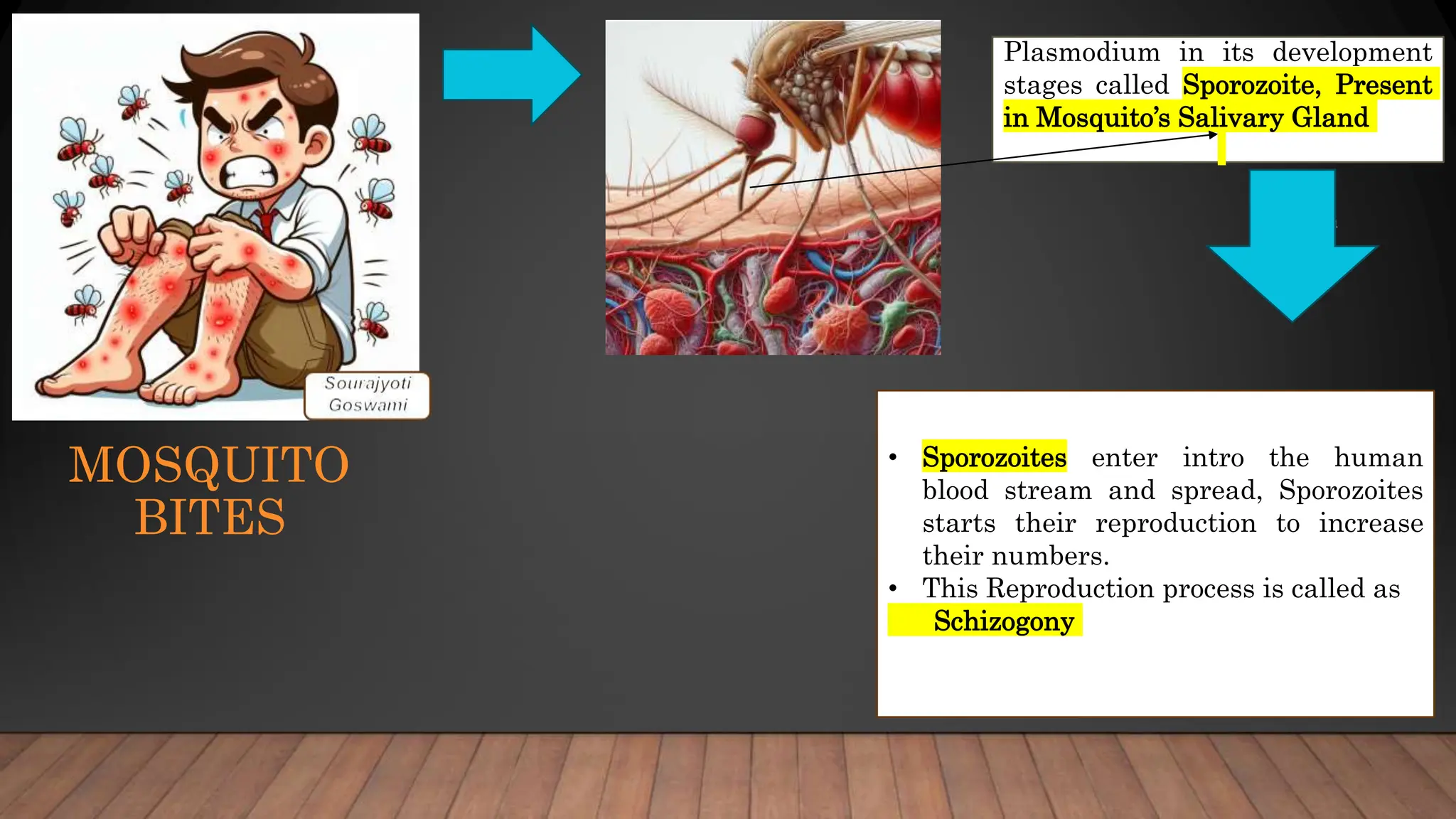 Malaria Disease: Etiology, Treatment, Diagnosis, Pharmacy. | PPTX