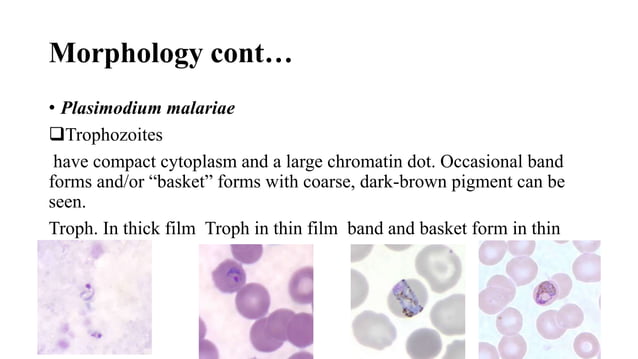 Malaria biology, pathogenesis and symptomatology.pptx