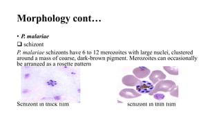 Malaria biology, pathogenesis and symptomatology.pptx