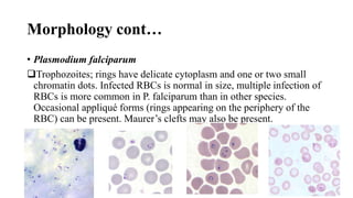 Malaria biology, pathogenesis and symptomatology.pptx