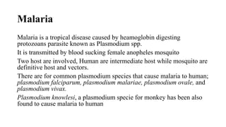 Malaria biology, pathogenesis and symptomatology.pptx