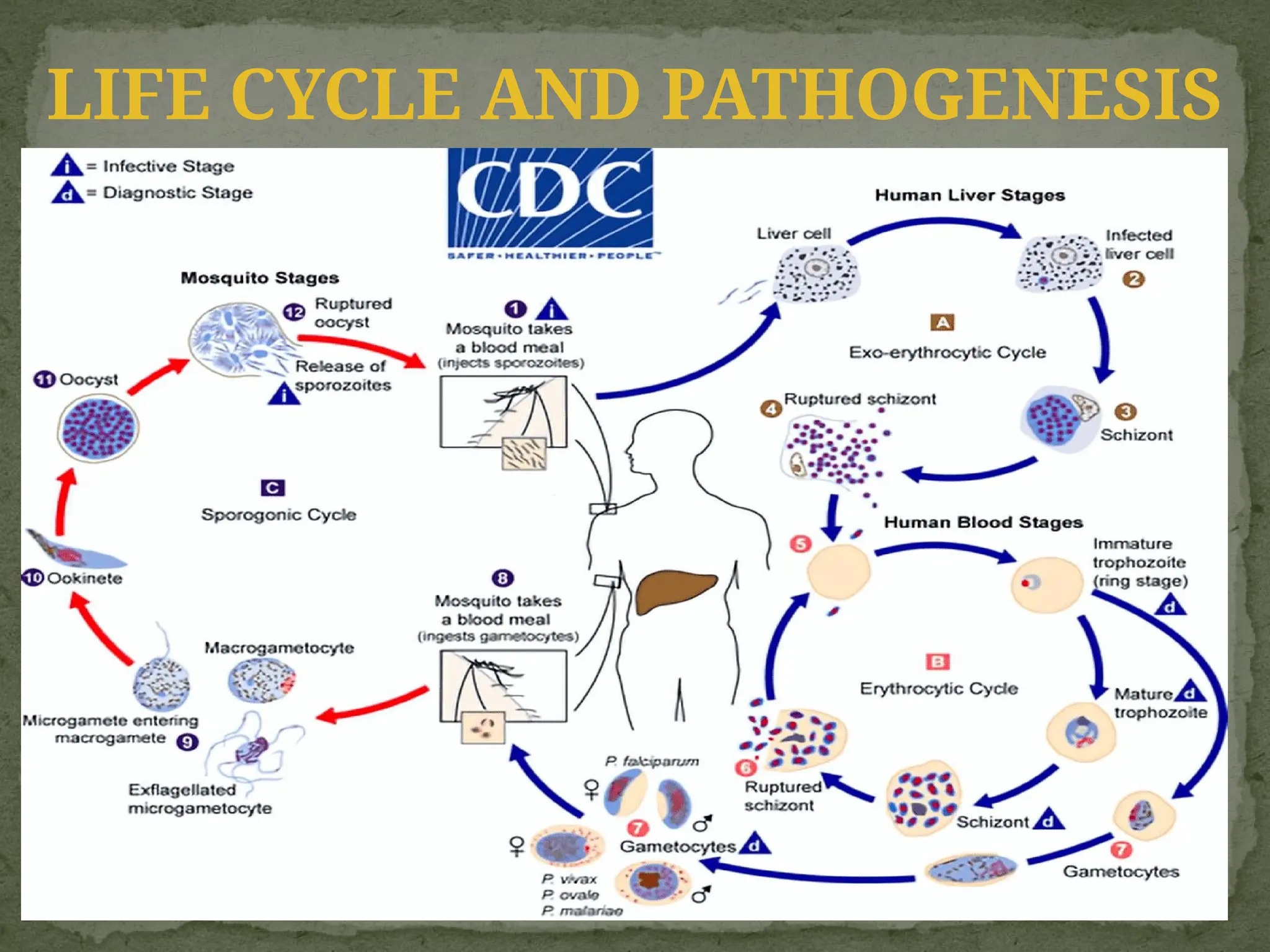 malaria life cycle, patho physiology,lab diagnosis | PPTX