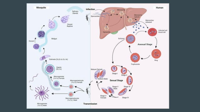 Malaria - Clinical Features and Diagnosis.pdf
