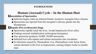 Comprehensive Overview of Malaria: Pathogenesis, Diagnosis, and ...