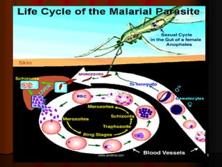 malaria-features.pdf