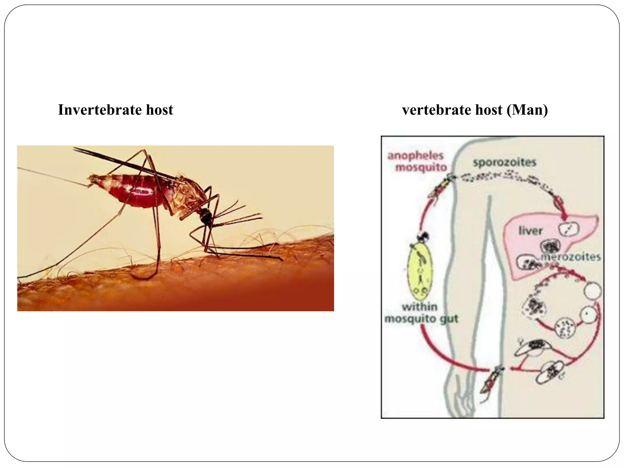 Malaria lecture 1 | PDF
