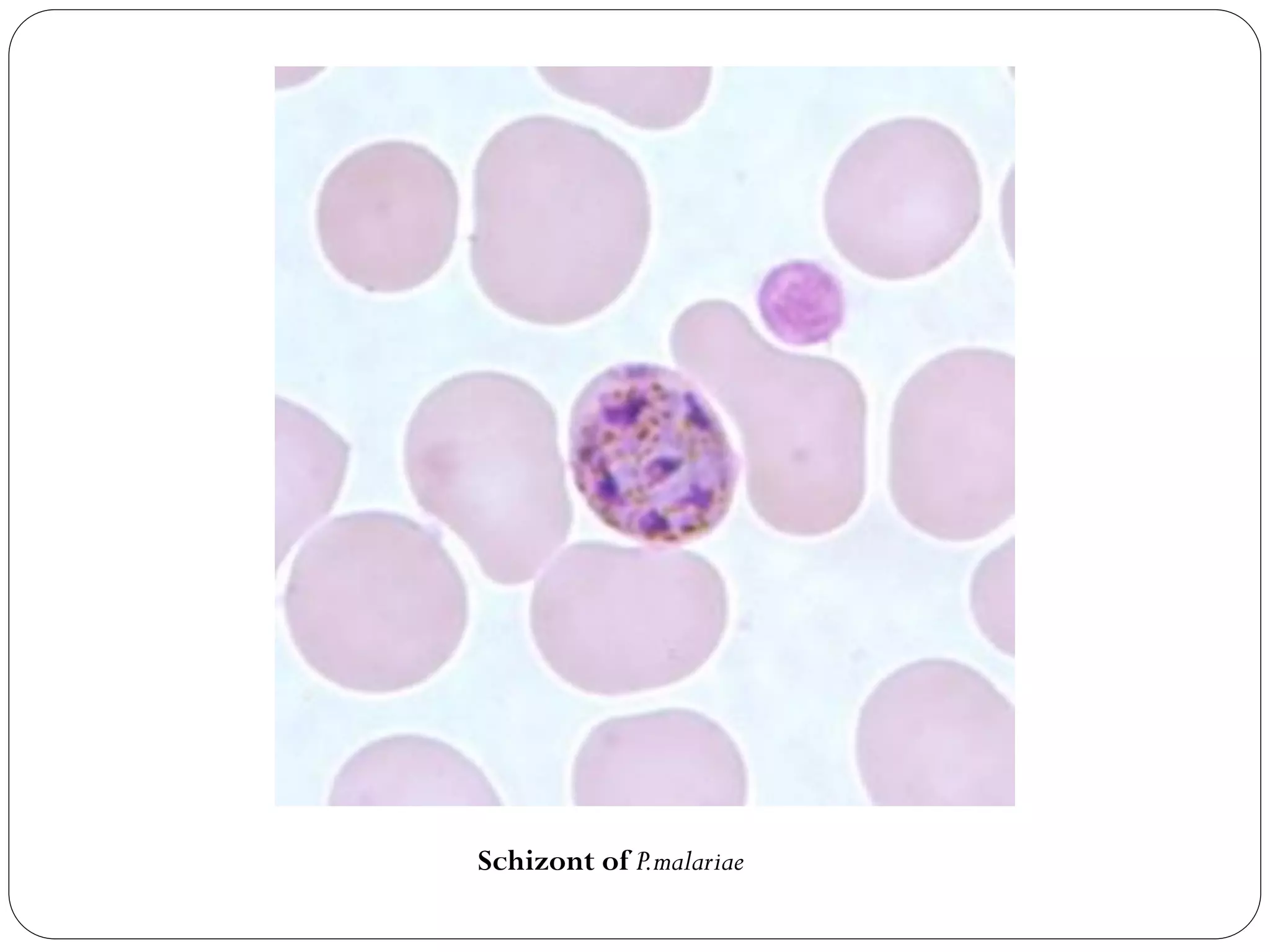 Malaria lecture 1 | PDF