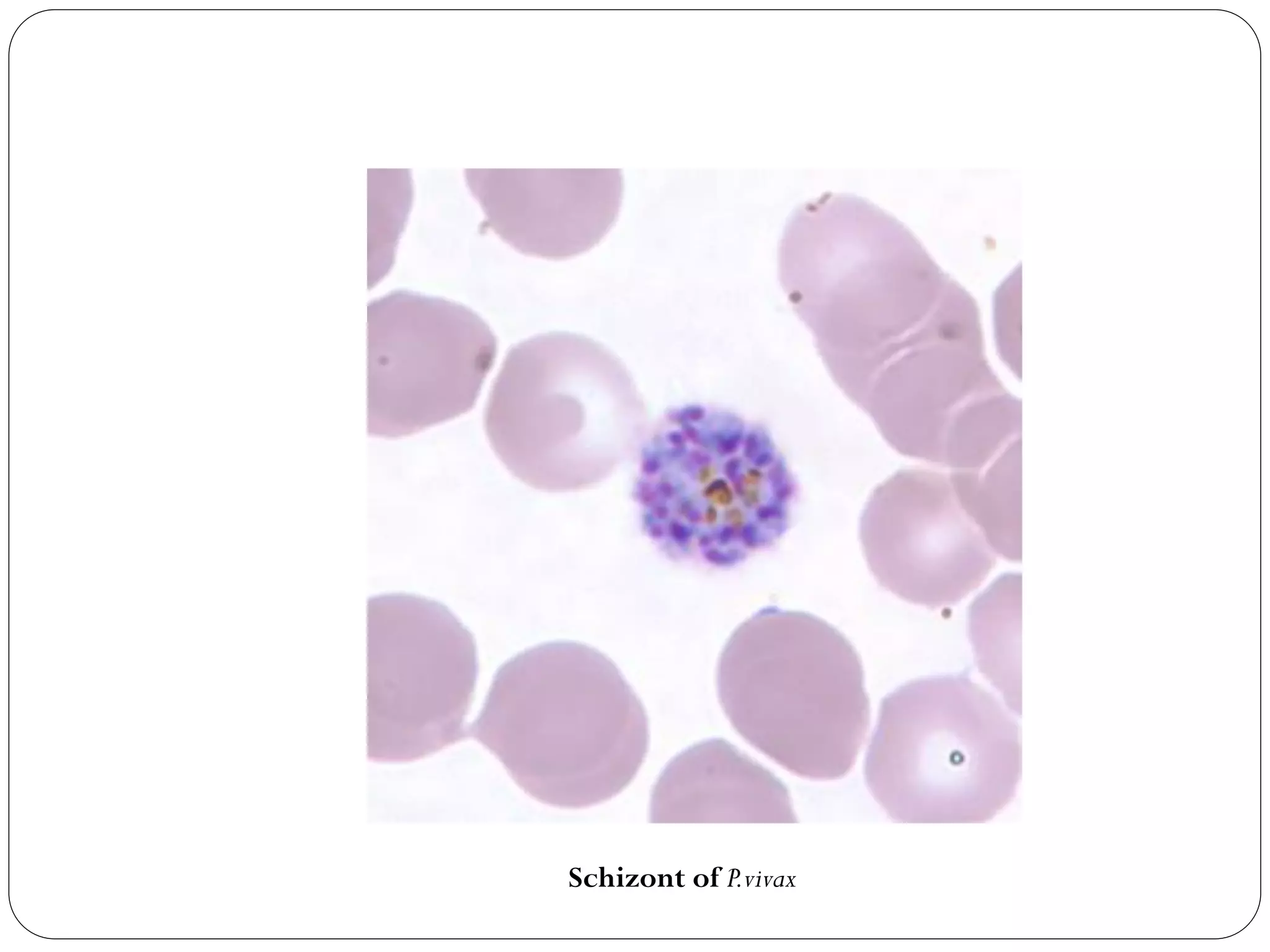 Malaria lecture 1 | PDF
