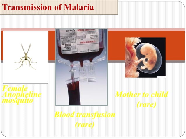 Malaria lecture 1 | PDF