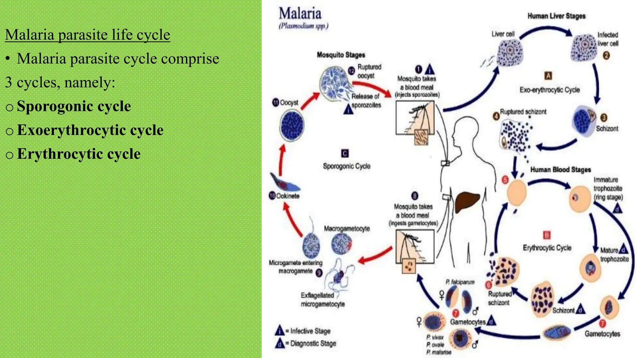 Malaria-Parasitorology, clinical features, pathogenesis and treatment.pdf