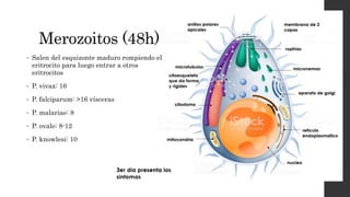 Malaria o paludismo (plasmodium) | PPTX