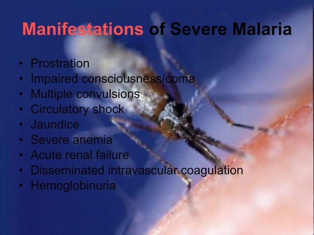 malaria | PPT