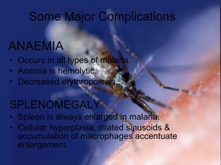 malaria | PPT