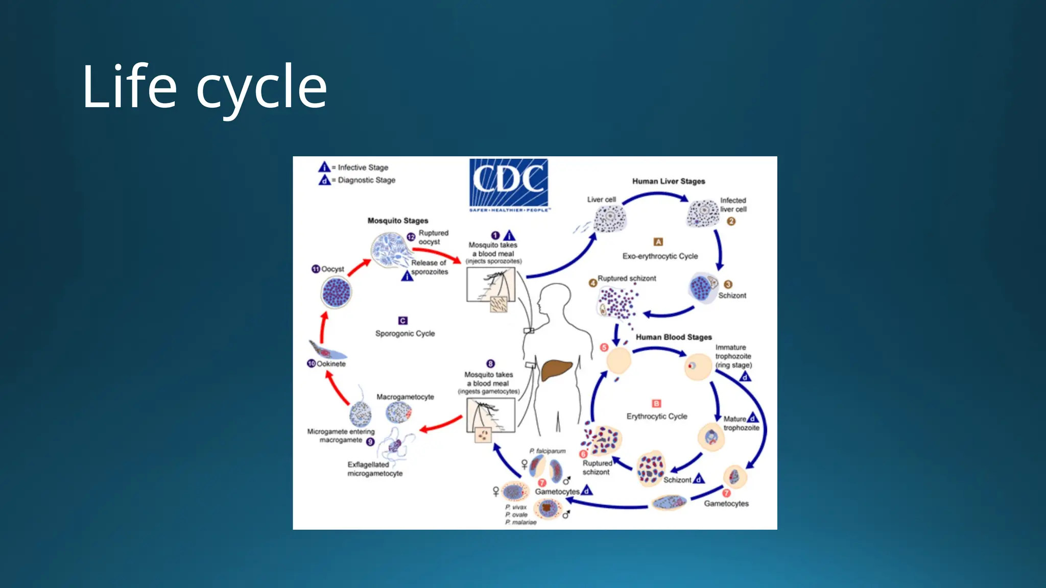 Malaria, pathogenicity, transmission, clinical features, indices ...